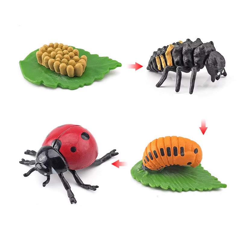 Life Cycle Objects- Ladybug – Adena Montessori