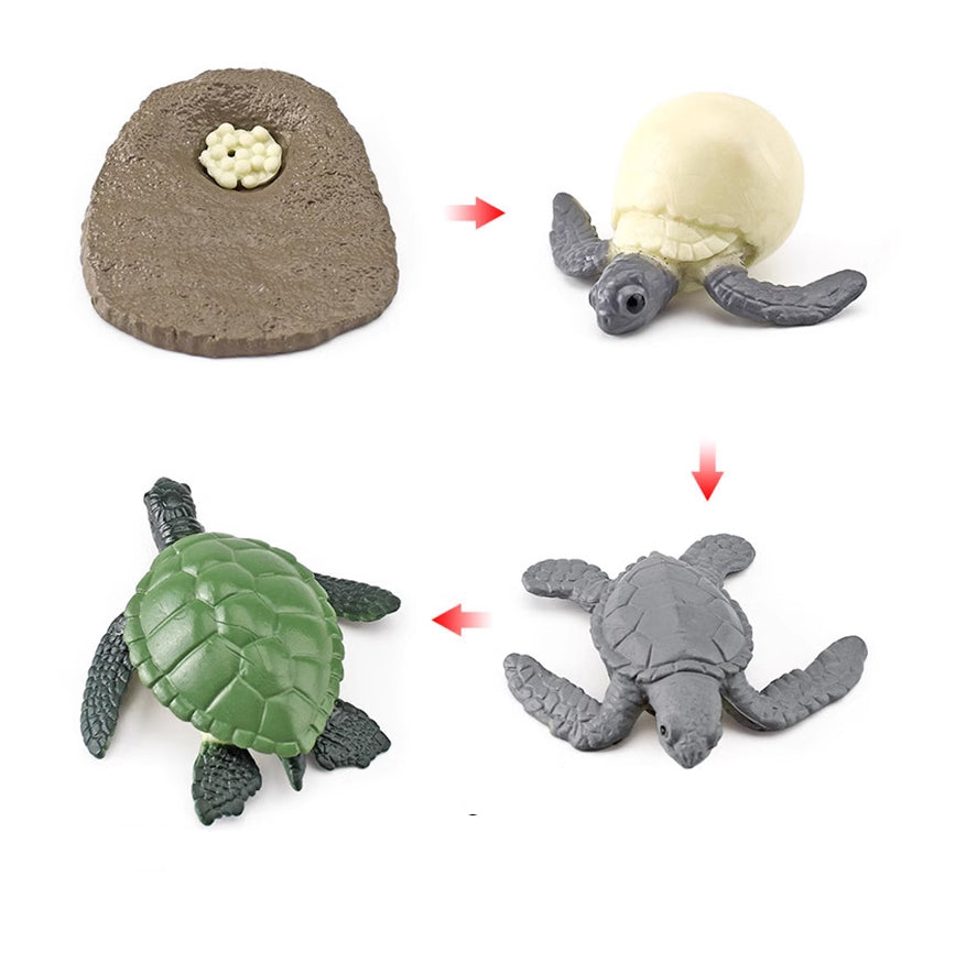 Life Cycle Objects -Turtle – Adena Montessori