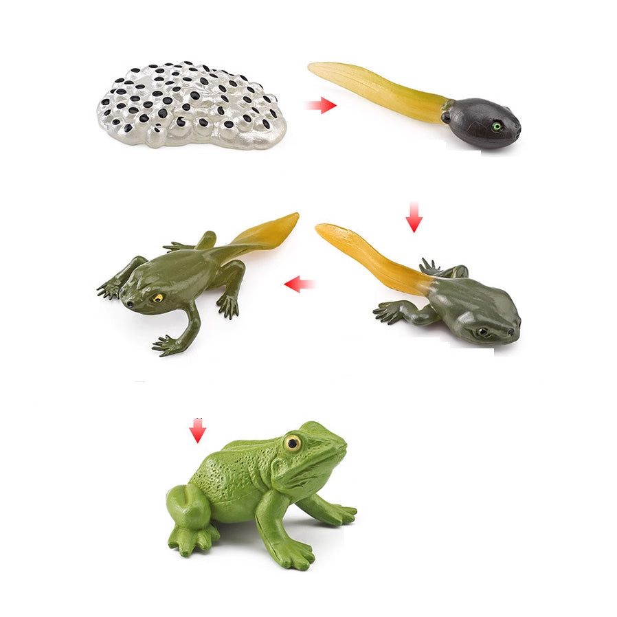 Life Cycle Objects - Frog – Adena Montessori